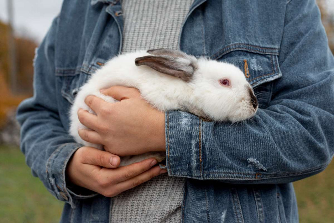 Understanding Common Rabbit Behaviors and Their Meanings