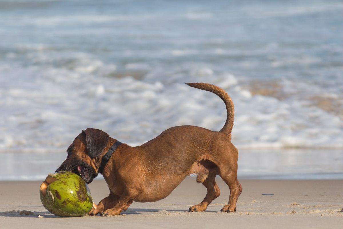 Dachshunds: Back Health and Exercise Tips - Gotta Go Grass®