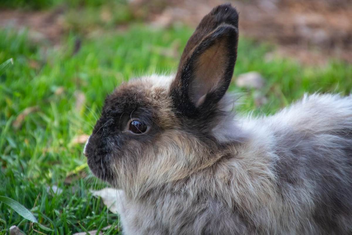 What is Gastrointestinal Stasis in Rabbits - Gotta Go Grass®