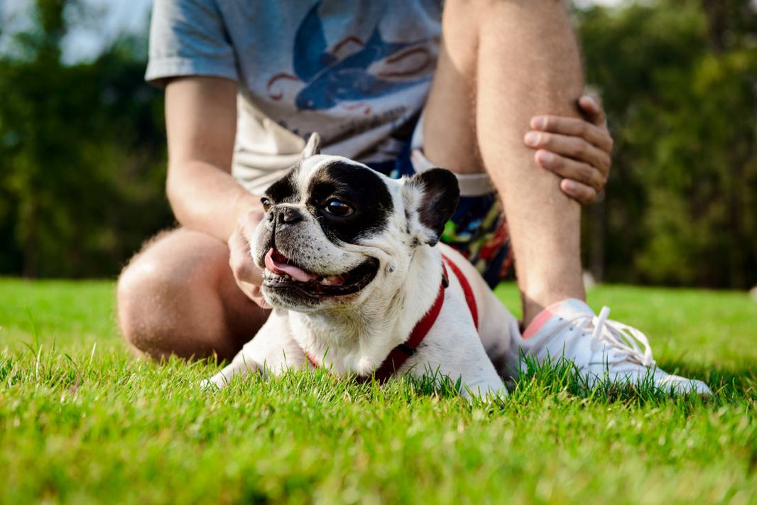 How to Keep Your French Bulldog Cool in Summer