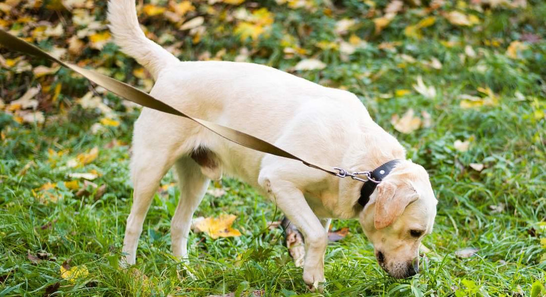 How to Prevent Grass Burn From Dog Urine - Gotta Go Grass