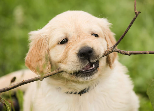 Play Biting or a Problem? What’s Normal and When to Worry