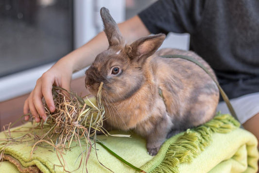 Potty Training Your Rabbit? Avoid These Mistakes!