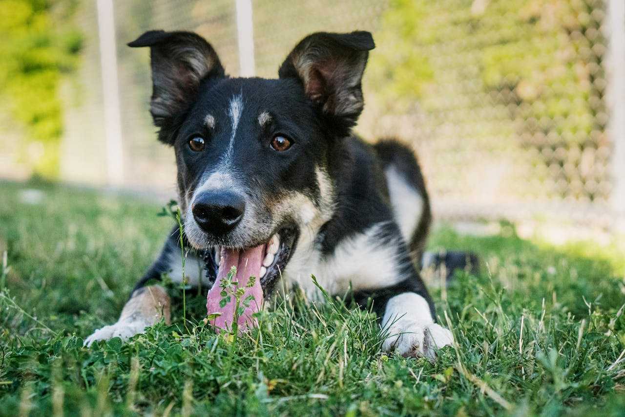 Why Do Dogs Get Hiccups? - Gotta Go Grass®