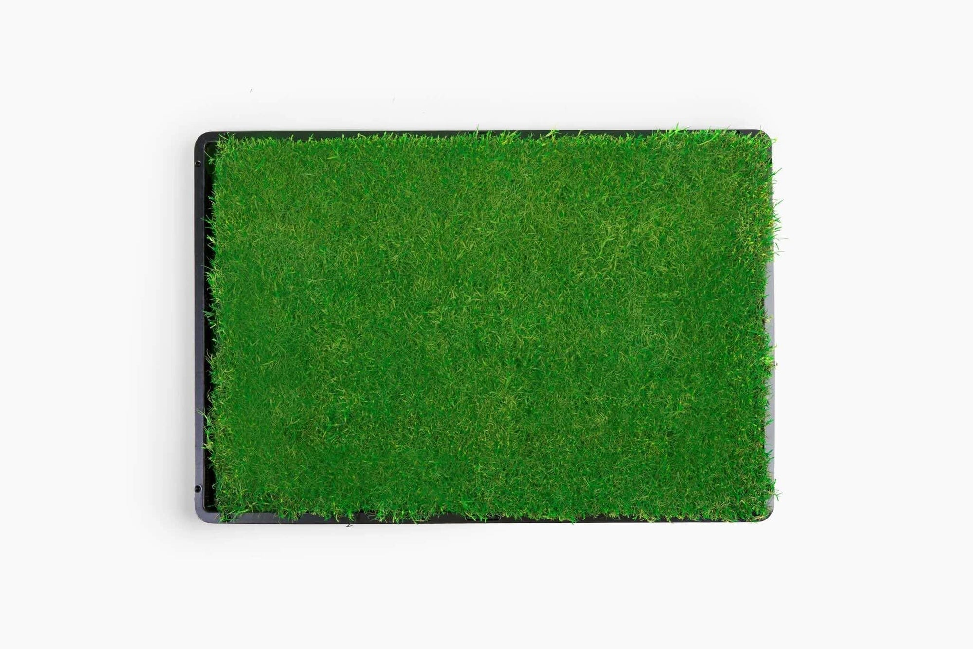 Gotta Go Grass 16" x 24" Single Pack Grass With Tray