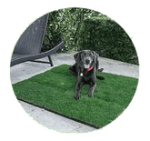 Natural Pet Relief Grass Patches for Dogs - Gotta Go Grass